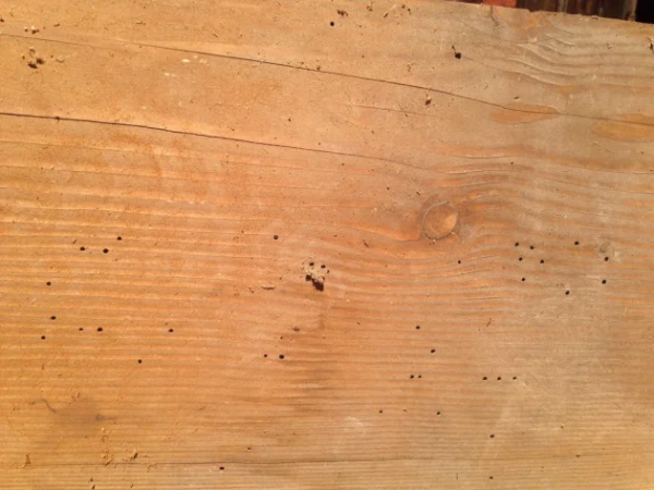 Wood Boring Beetles – Buena Vista Home Services